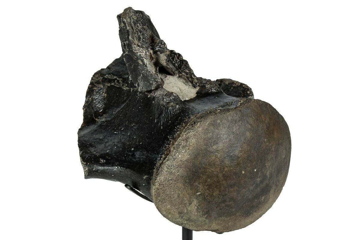 4.25" Fossil Mosasaur (Clidastes?) Vertebra w/ Metal Stand - Texas ...