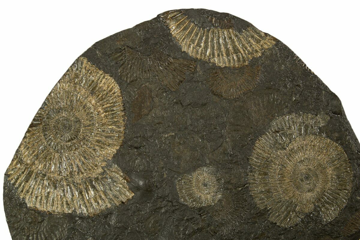 5.85" Fossil Ammonite (Dactylioceras) Cluster - Posidonia Shale ...