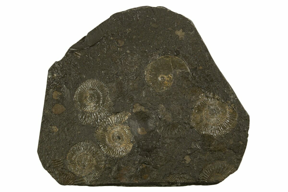 5.25" Fossil Ammonite Cluster - Posidonia Shale, Germany (#335086) For ...