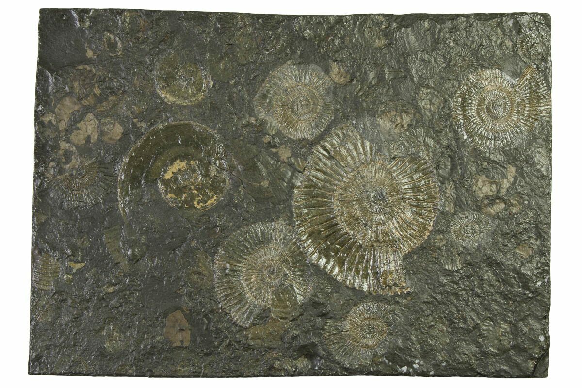 7.6" Fossil Ammonite Cluster - Posidonia Shale, Germany (#335093) For ...