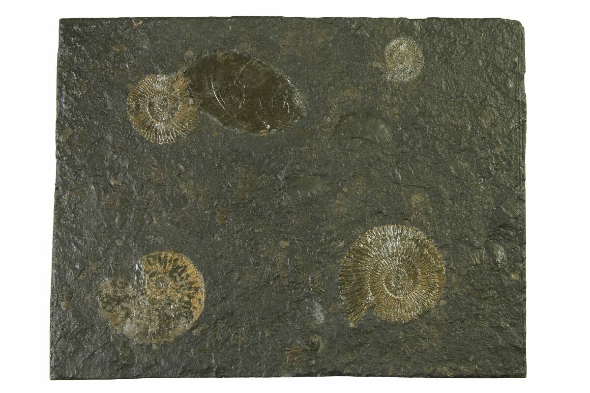 6.3" Fossil Ammonite Cluster - Posidonia Shale, Germany (#335103) For ...