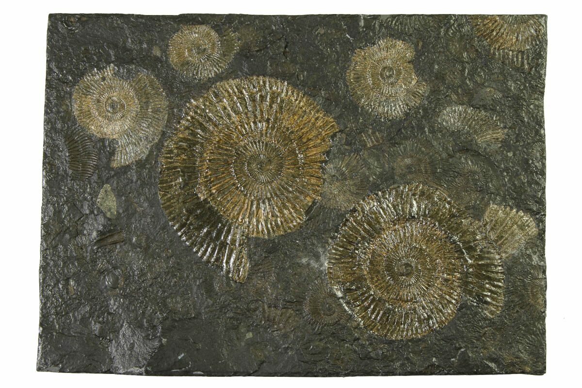 6.4" Fossil Ammonite (Dactylioceras) Cluster - Posidonia Shale, Germany (#335107) For Sale ...