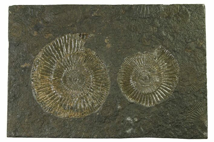 6.7" Fossil Ammonite (Dactylioceras) Cluster - Posidonia Shale, Germany ...