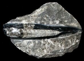 Orthoceras Fossils For Sale - FossilEra.com
