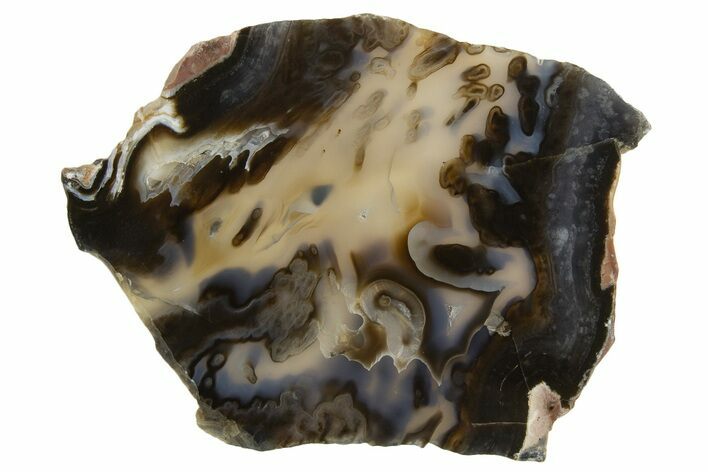 3.95" Polished Big Oak Springs Agate Slab - Oregon (#335042) For Sale ...