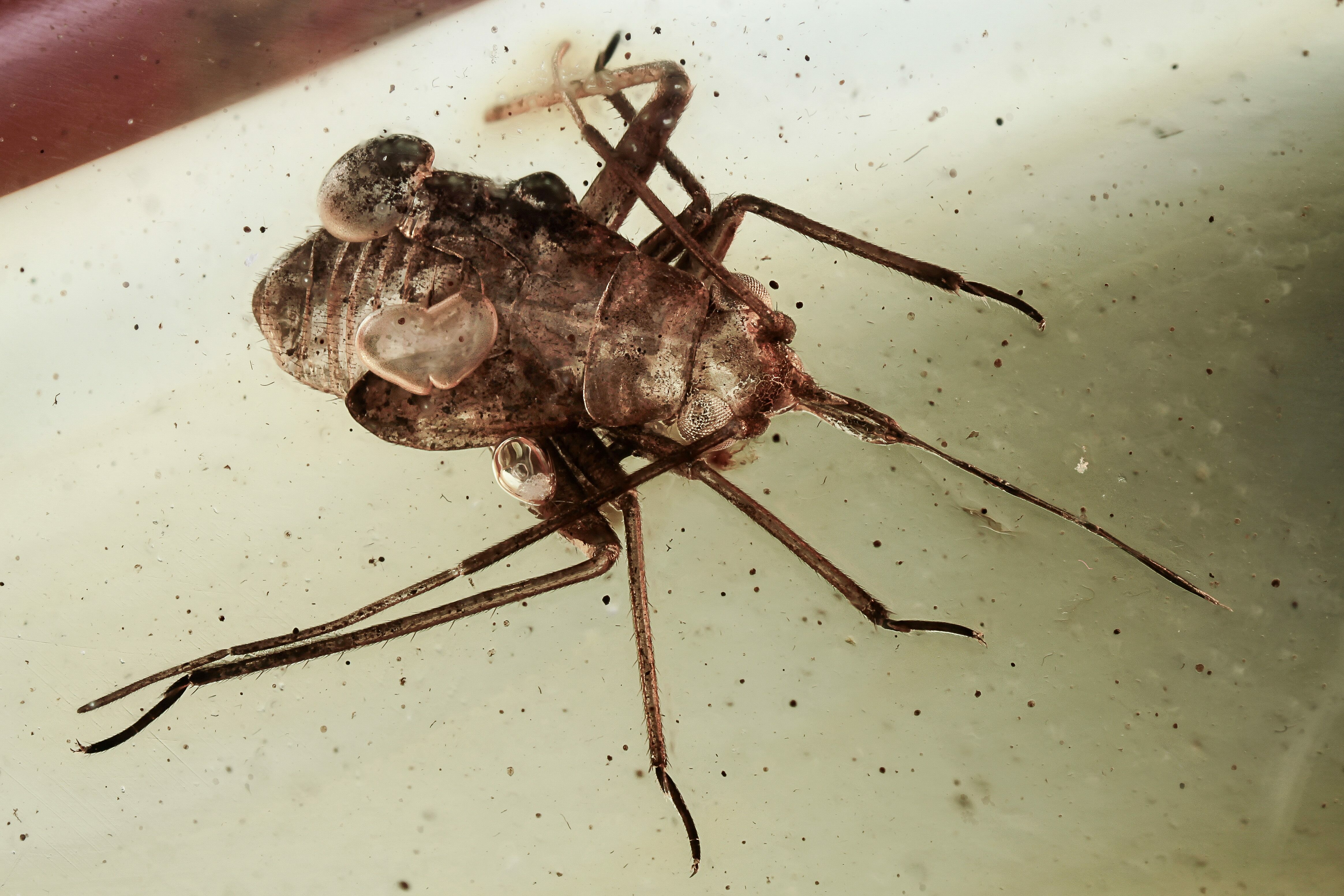 Superb Fossil Plant Bug (Miridae) Nymph In Baltic Amber (#335550) For ...