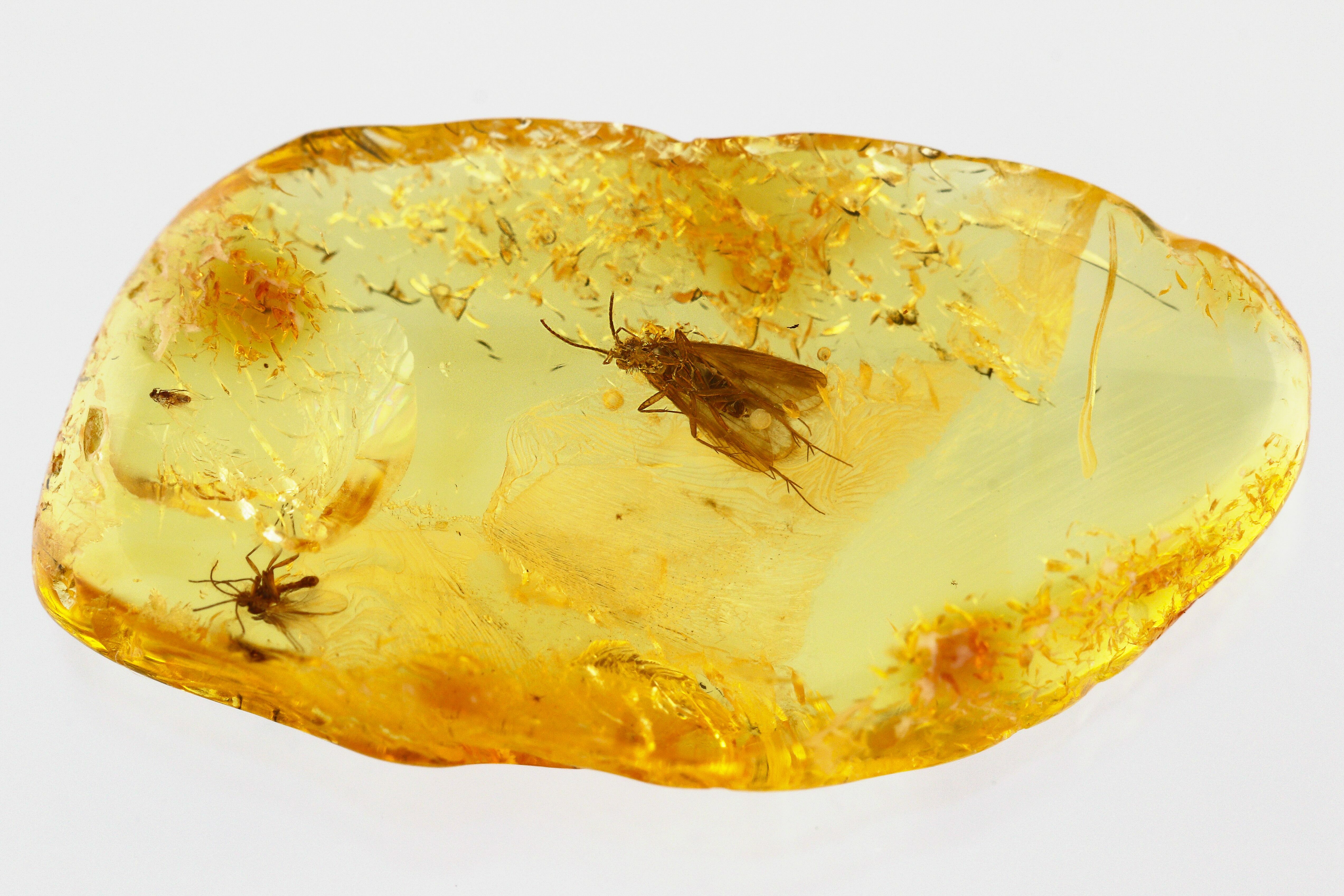 Detailed Fossil Caddisfly, Fungus Gnat, and True Midge In Baltic Amber ...