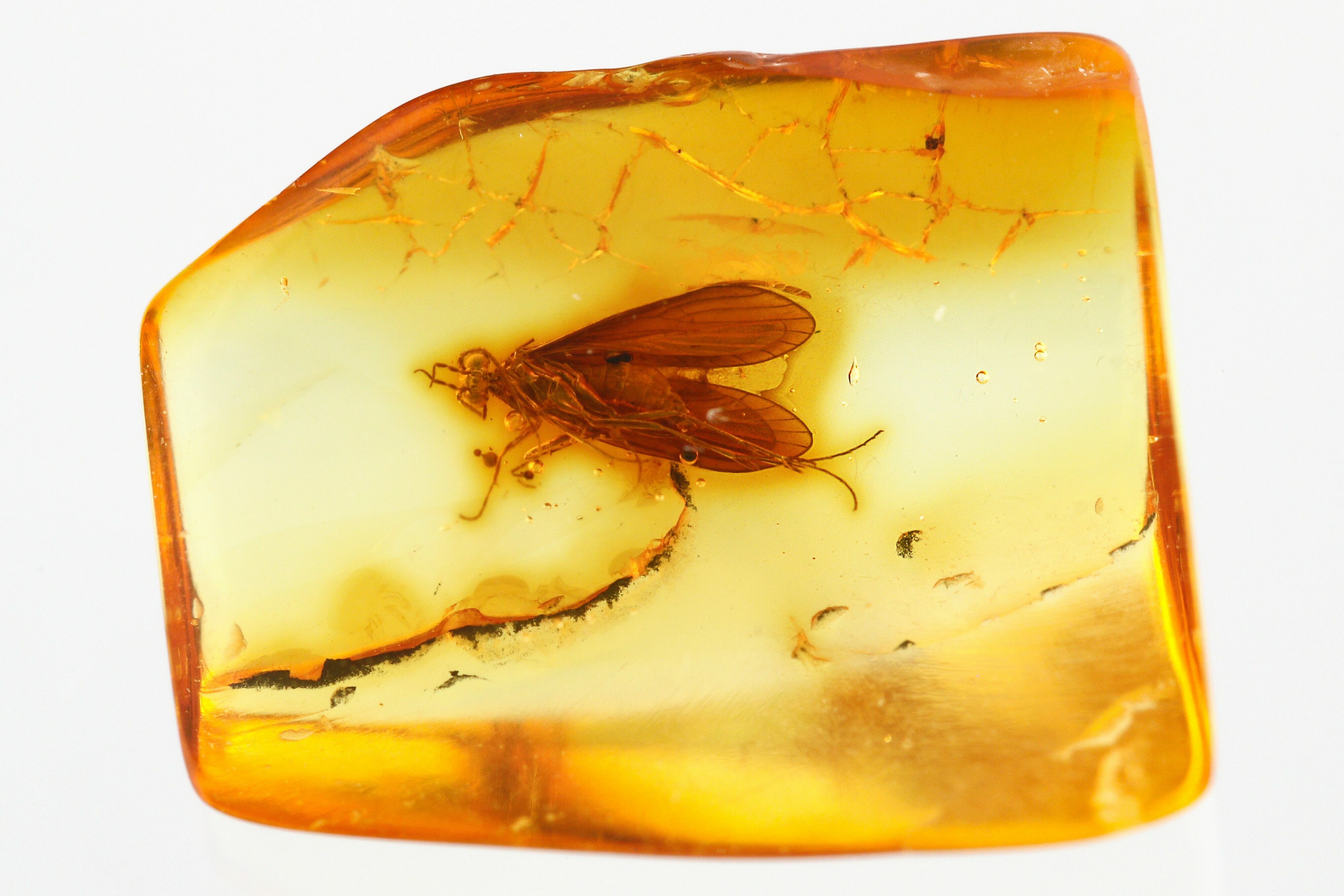 Detailed Fossil Caddisfly (Trichoptera) In Baltic Amber (#335556) For ...