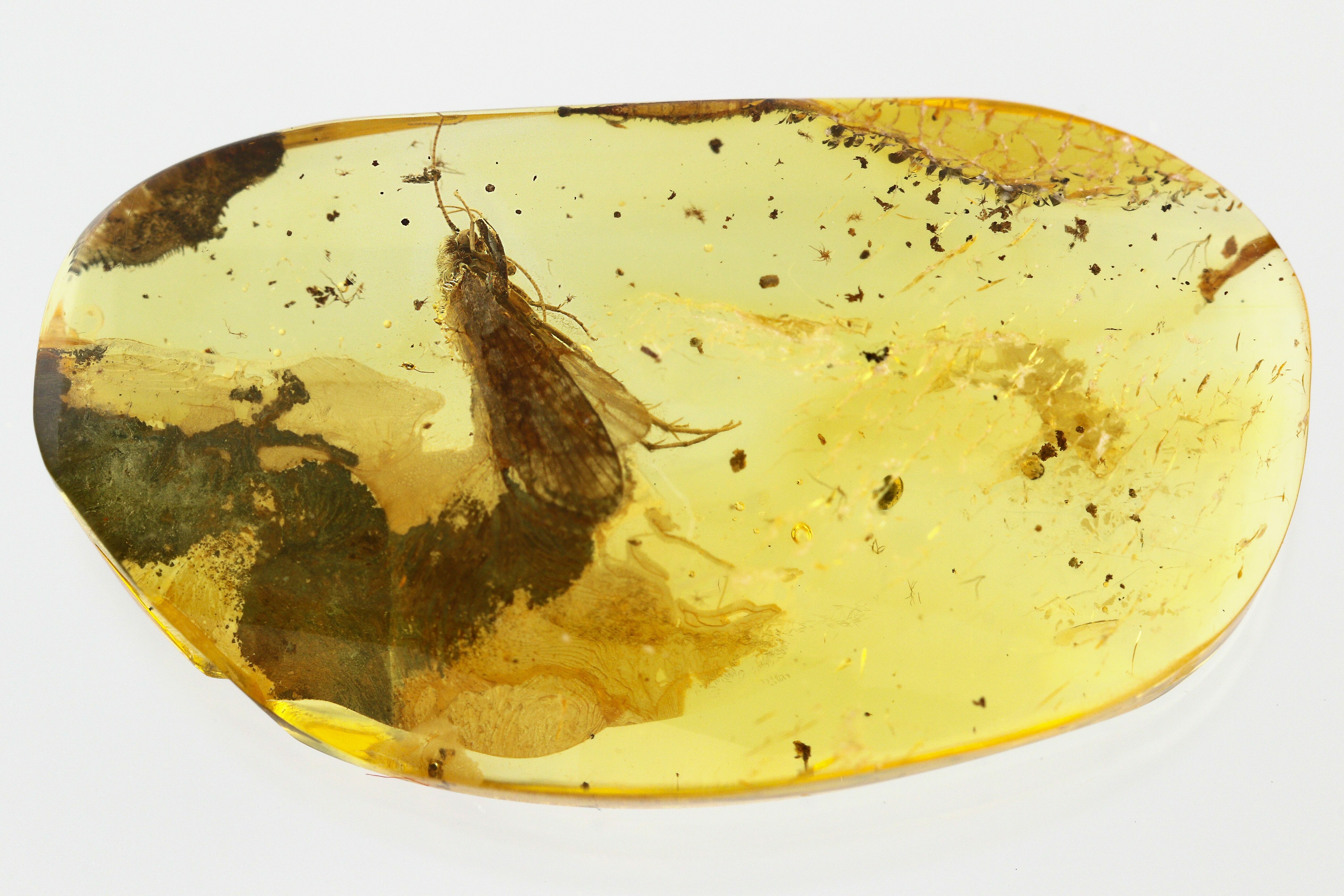 Detailed Fossil Caddisfly (Trichoptera) In Baltic Amber (#335592) For ...