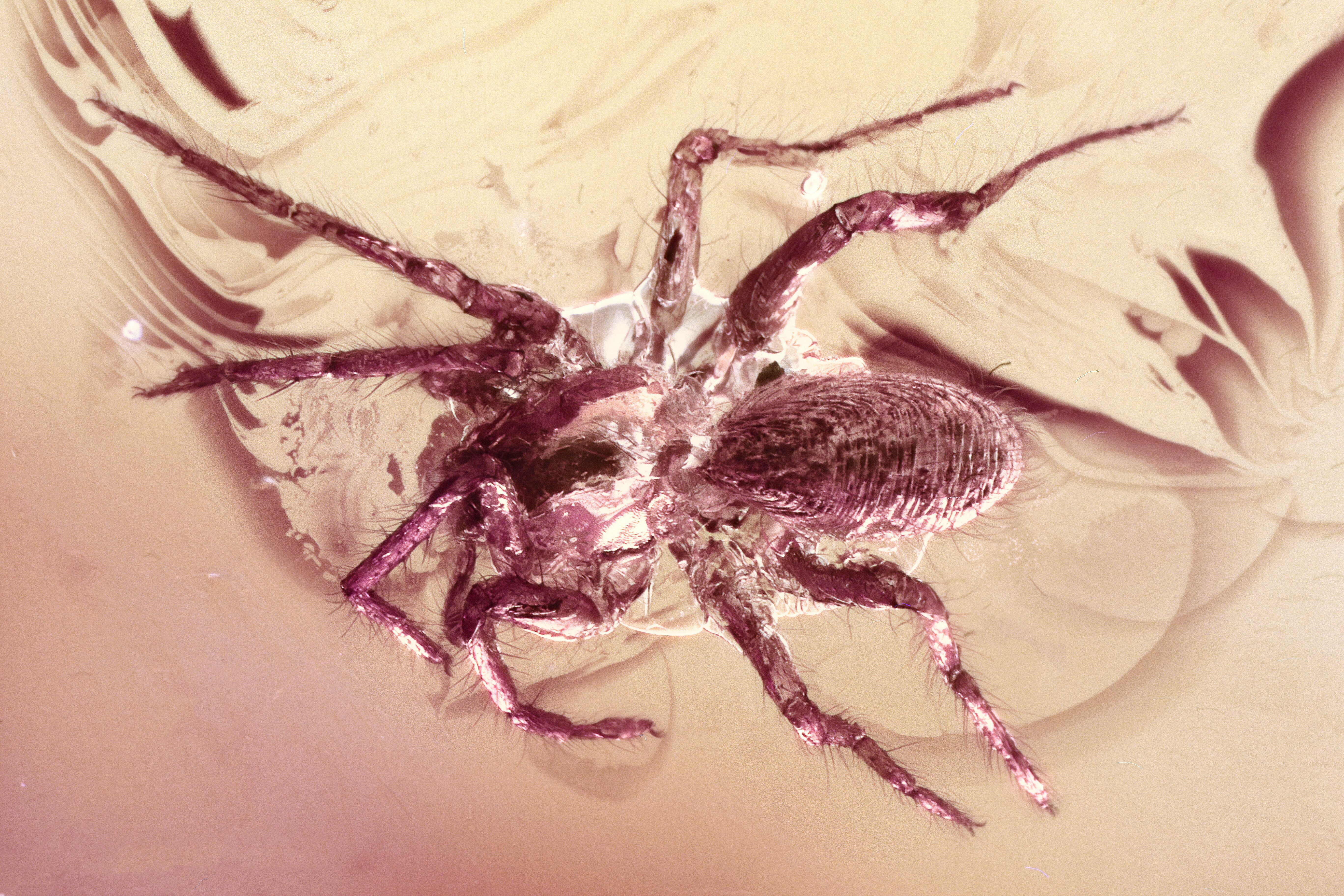 Detailed Fossil Spider (Araneae) In Baltic Amber (#335699) For Sale ...