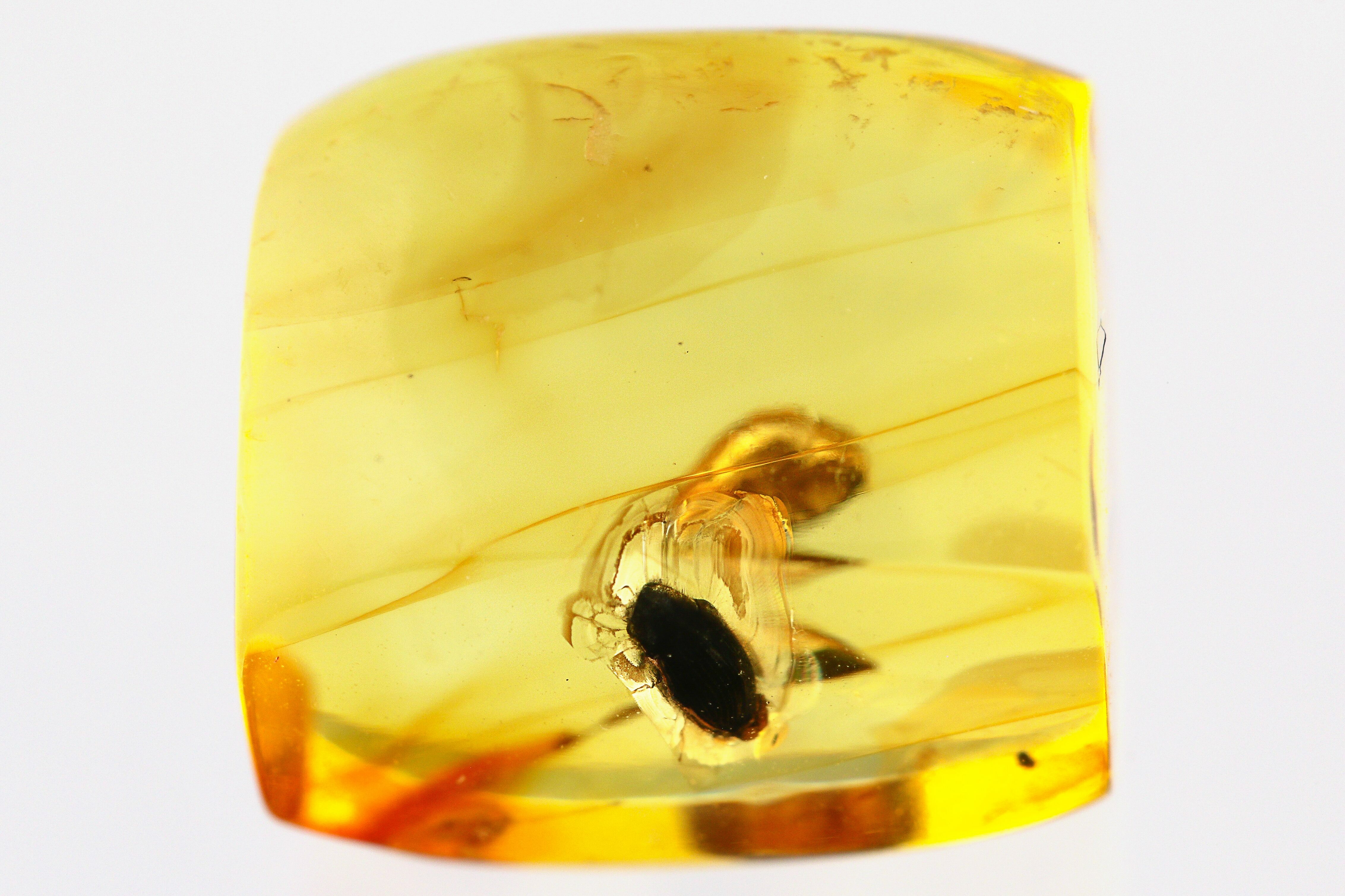 Detailed Fossil Beetle (Ptinidae) in Baltic Amber (#335654) For Sale ...