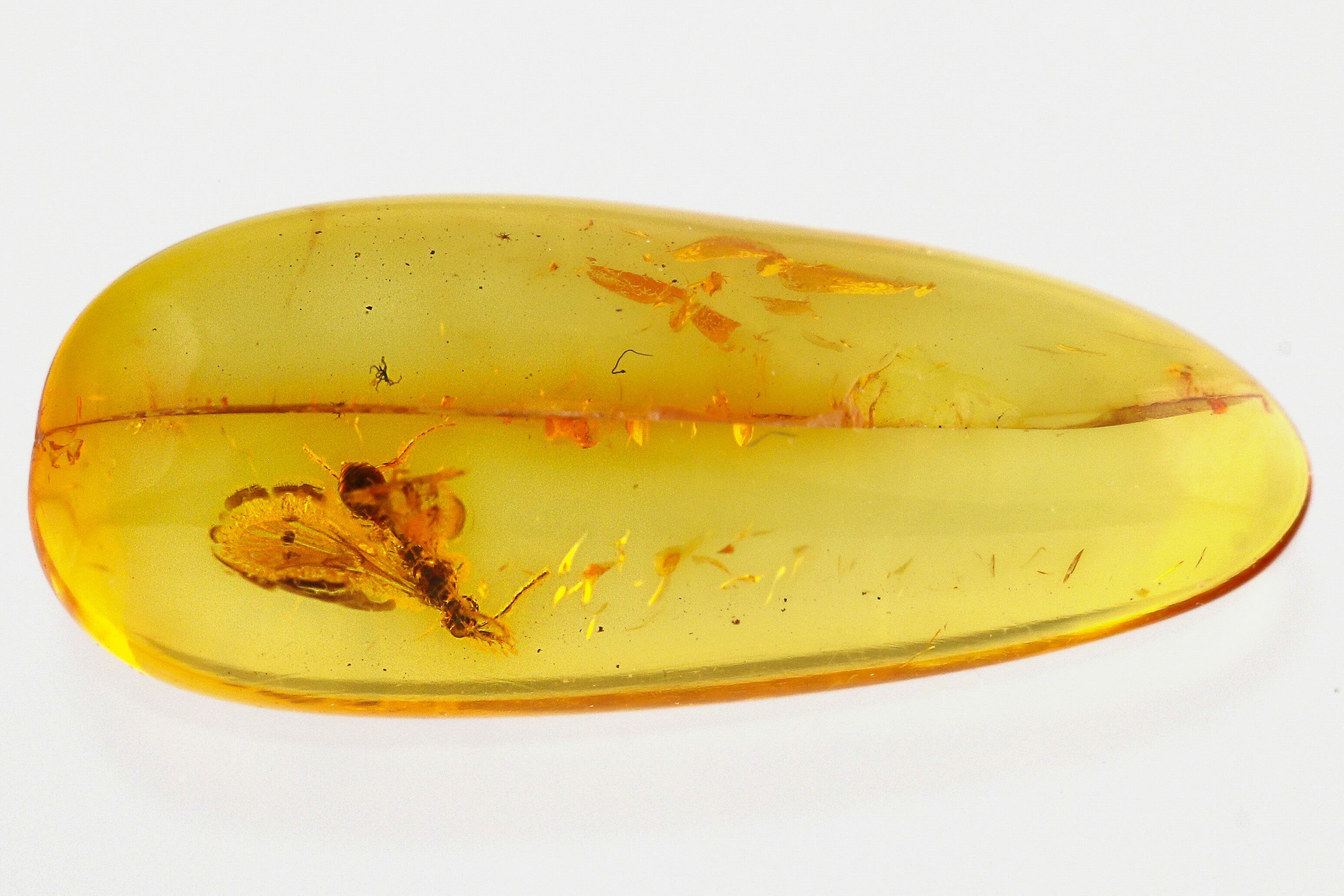 Detailed Fossil Parasitoid Wasp (Diapriidae) In Baltic Amber (#335717 ...