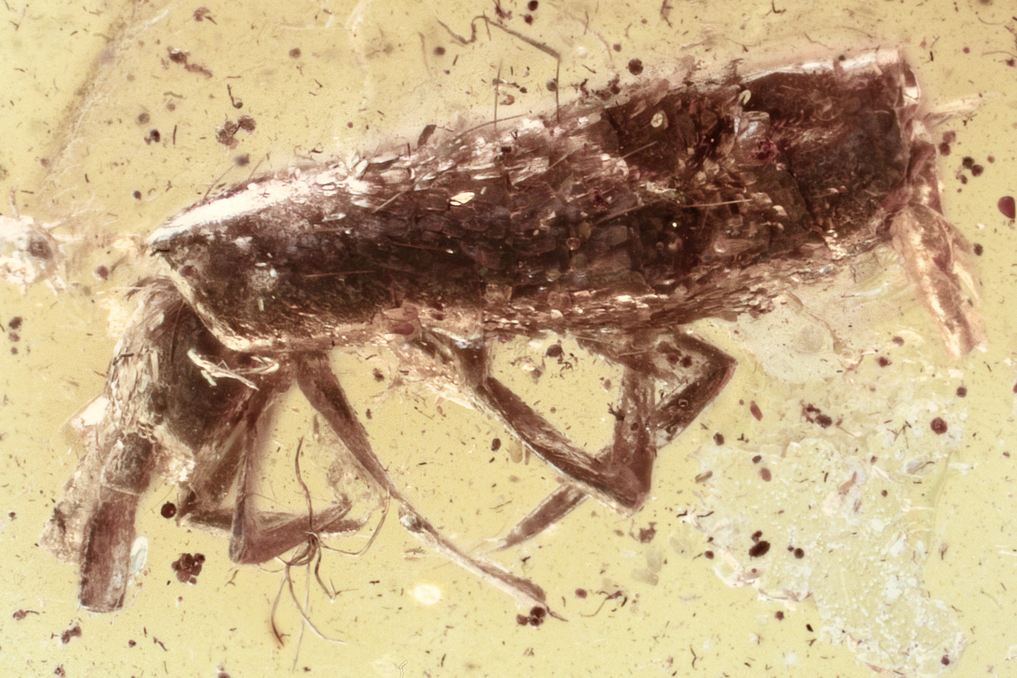 Detailed Fossil Springtail (Collembola) in Baltic Amber (#335791) For ...
