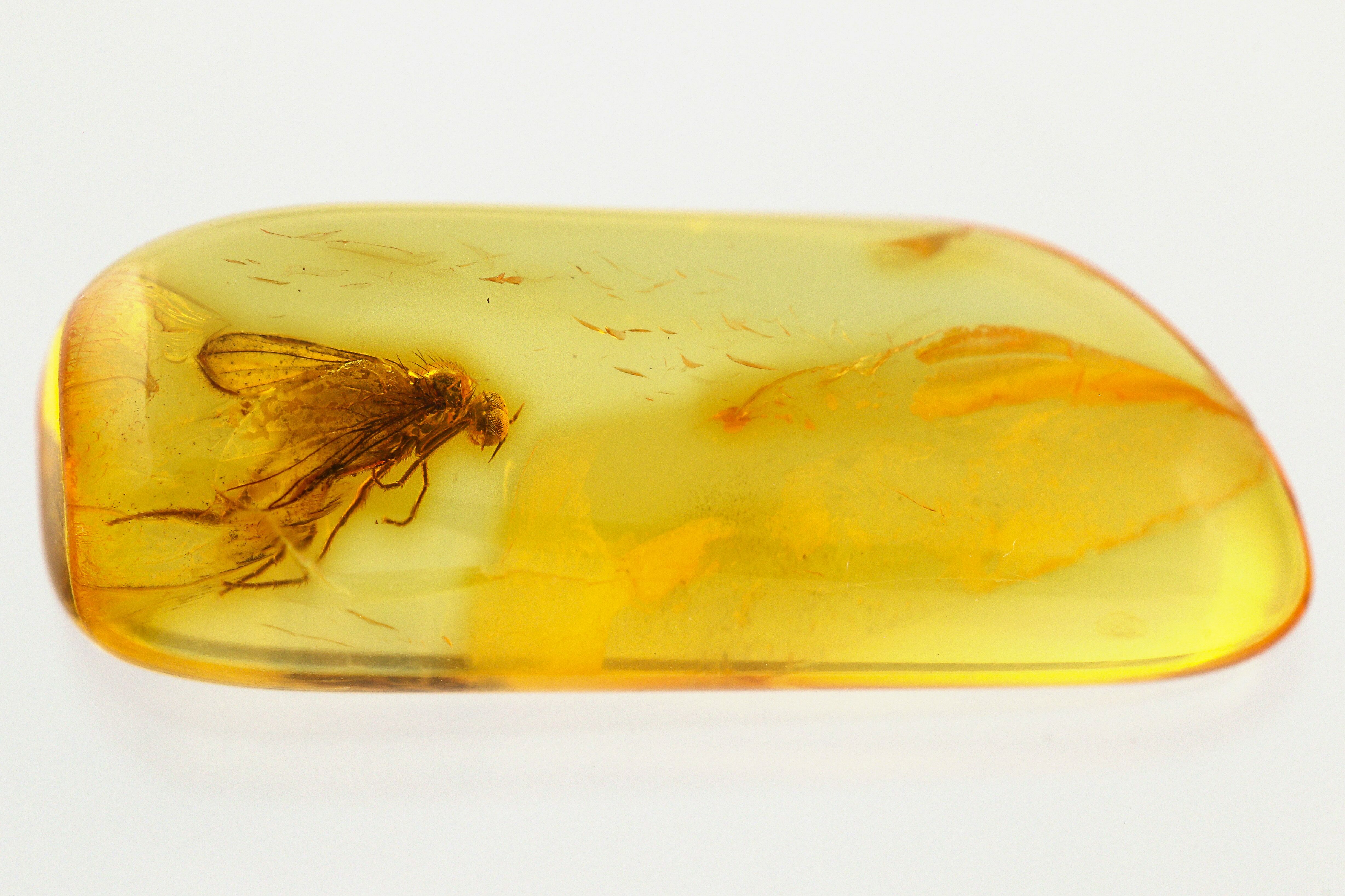 Detailed Fossil Dagger Fly (Empididae) In Baltic Amber (#335749) For ...