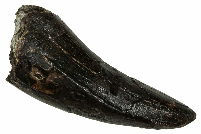 1.28" Serrated Tyrannosaur Tooth - Judith River Formation (#335902) For ...