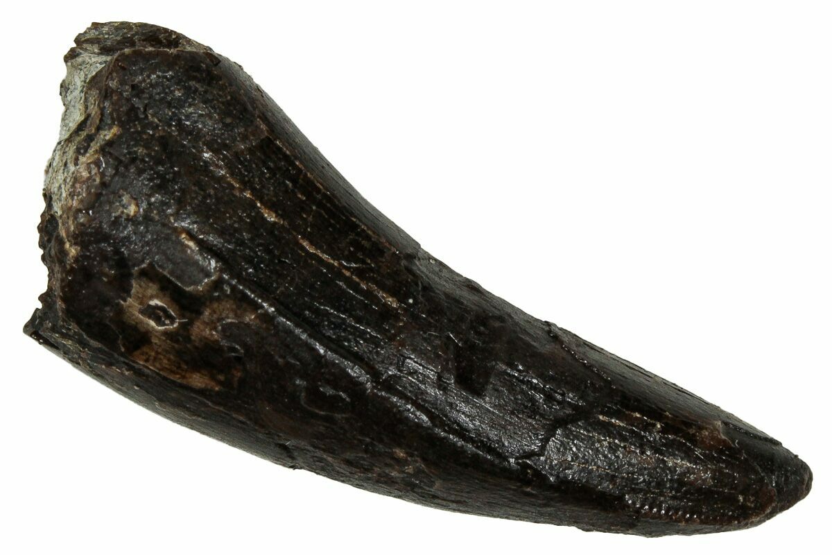 1.28" Serrated Tyrannosaur Tooth - Judith River Formation (#335902) For ...
