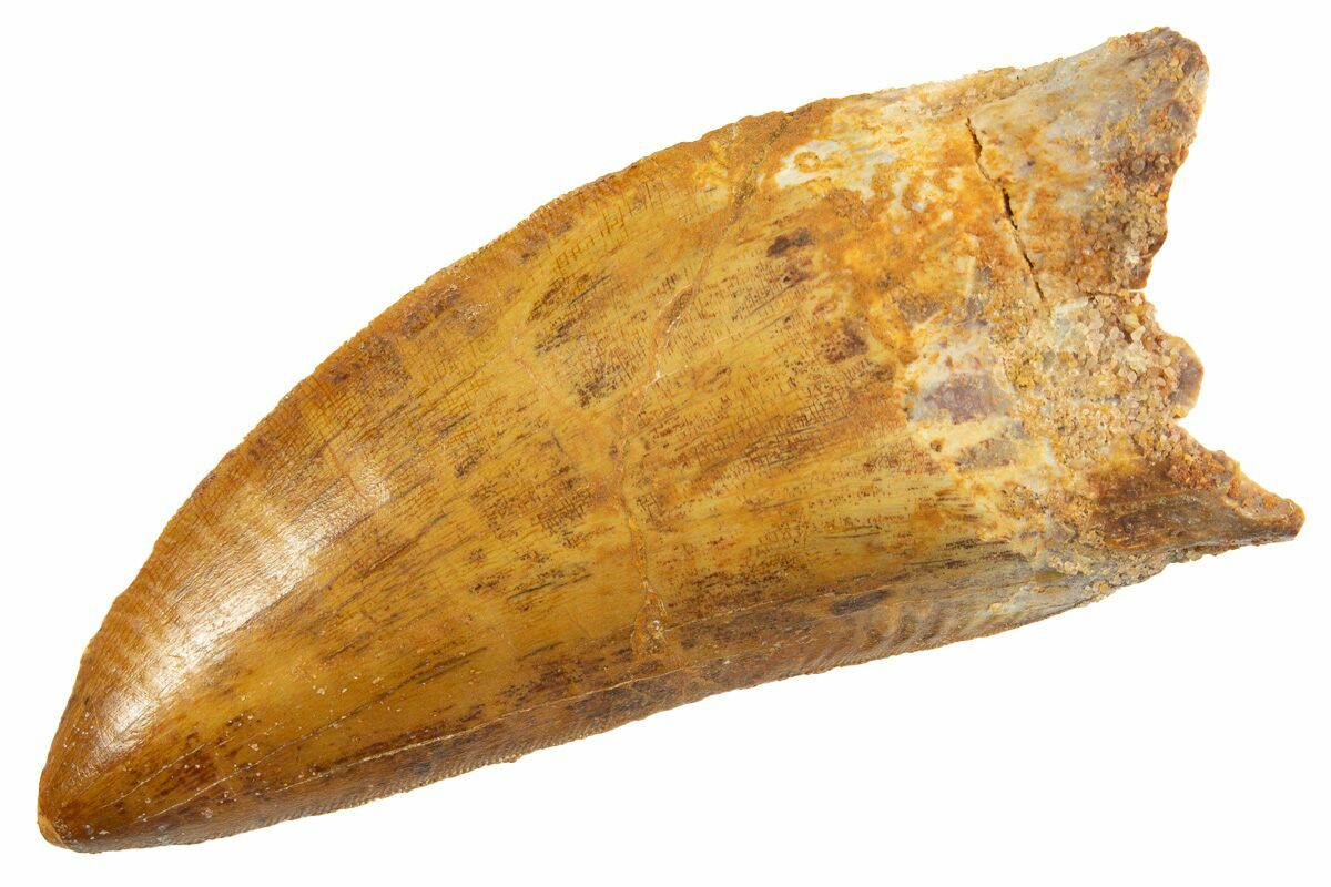 4.03" Serrated Carcharodontosaurus Tooth - Huge Dinosaur Tooth (#336080 ...