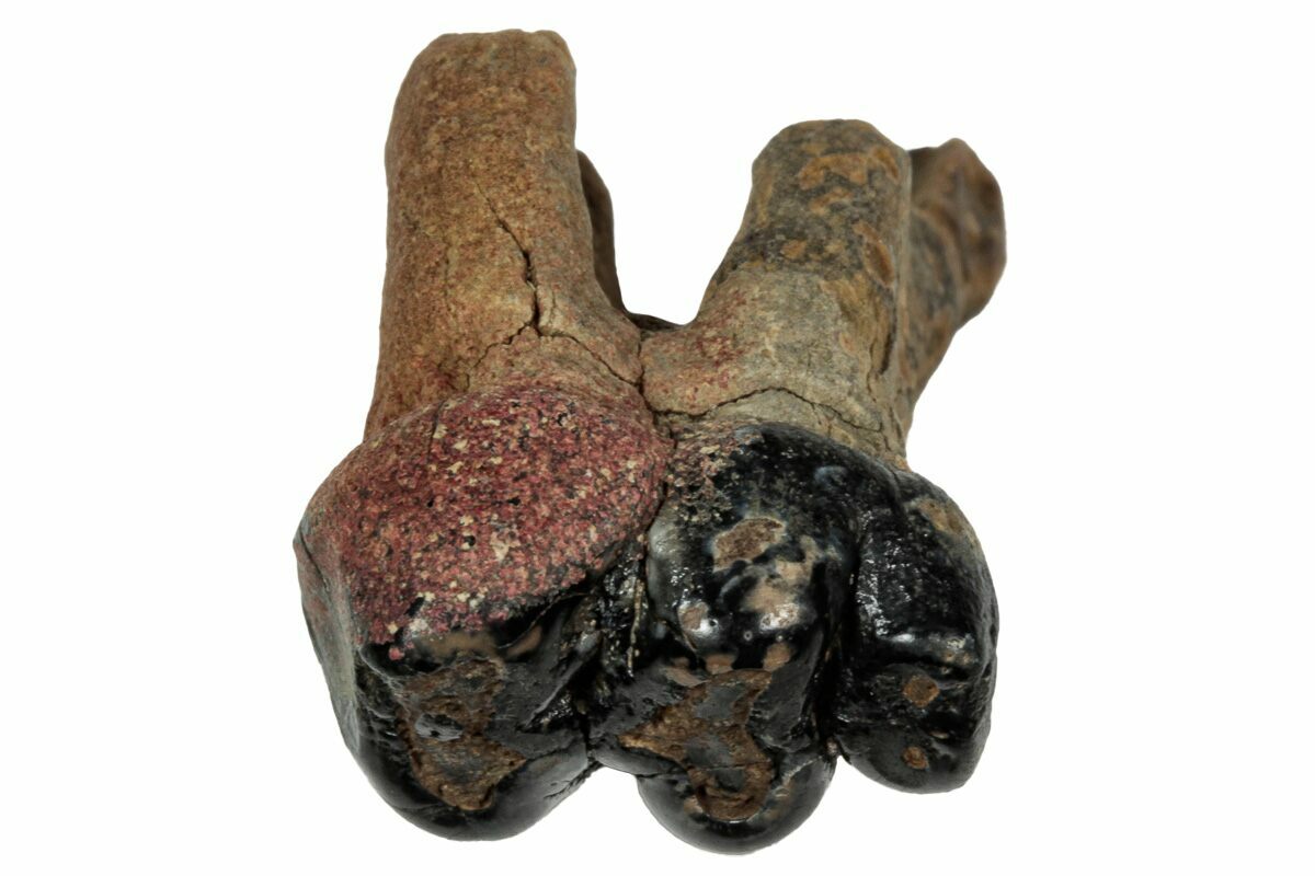 1.2" Pleistocene Fossil Manatee (Trichechus) Tooth - Florida (#336164 ...