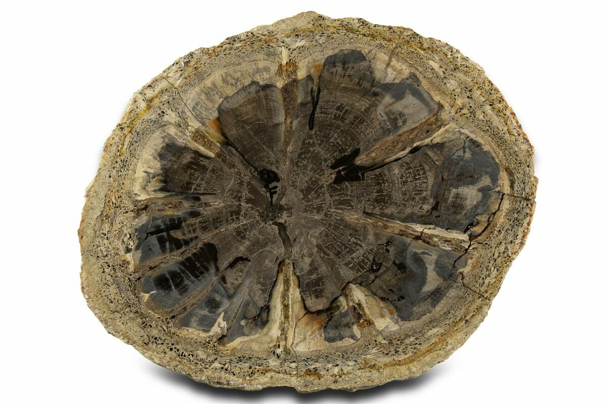 5.9" Petrified Wood (Hermanophyton) Round - Colorado (#336232) For Sale ...