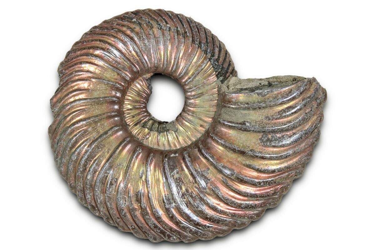 2" Iridescent, Pyritized Ammonite (Quenstedticeras) Fossil - Russia ...