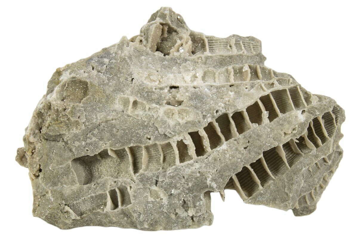 3.2" Silurian Dolostone w/ Sparkling Fossil Coral (Fletcheria) - Ohio ...