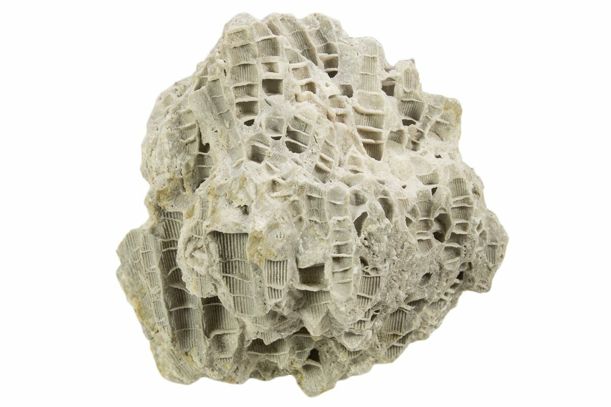 2.6" Silurian Dolostone w/ Sparkling Fossil Coral (Fletcheria) - Ohio ...