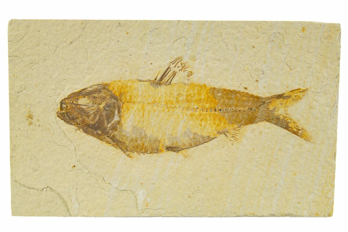 3.9" Detailed Fossil Fish (Knightia) - Wyoming (#333841) For Sale ...