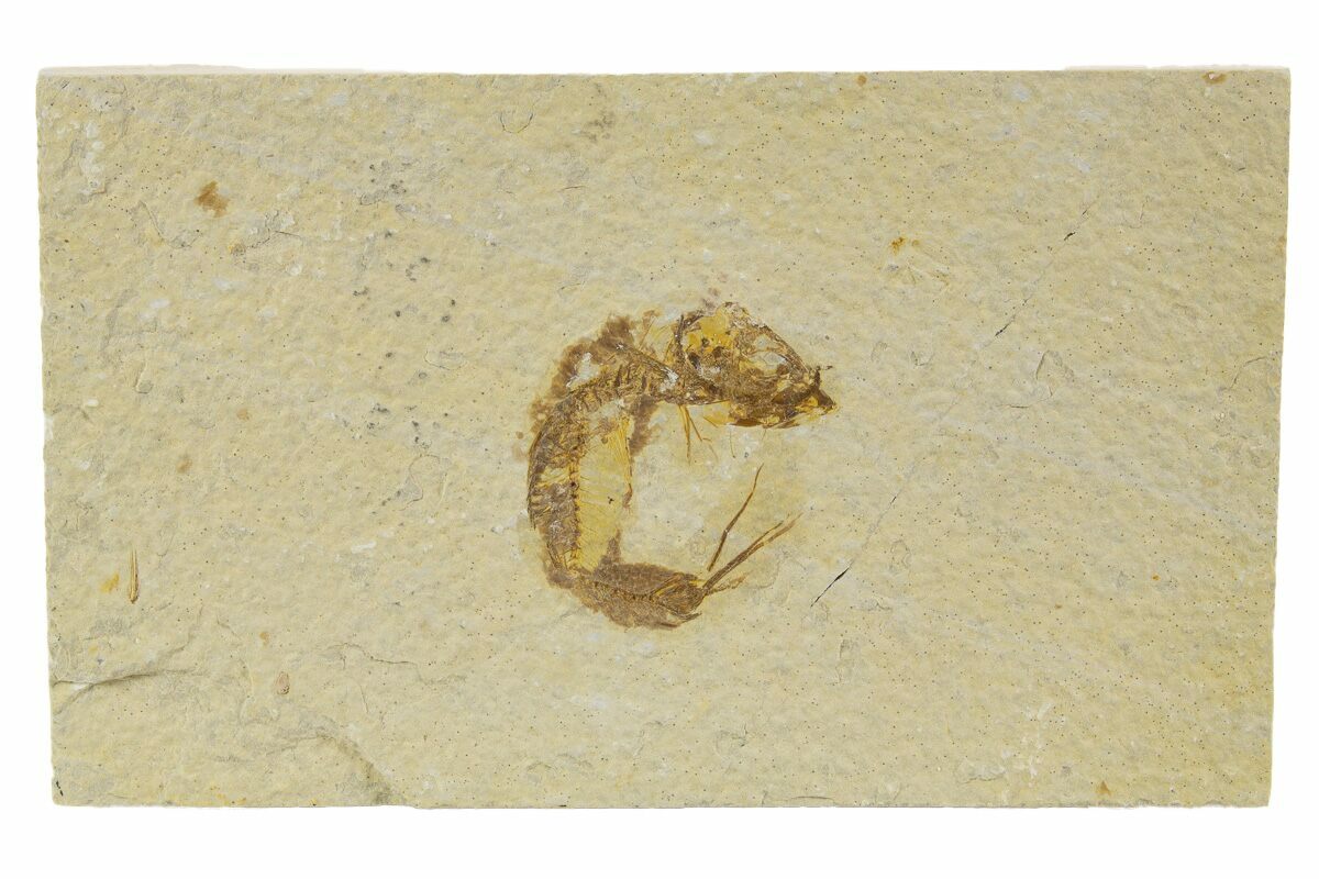 Bargain, 1.4" Fossil Fish (Knightia) - Wyoming (#333843) For Sale ...