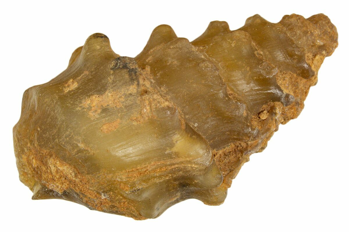 2.2" Agatized Gastropod (Cerithium?) Fossil - Morocco (#338023) For ...