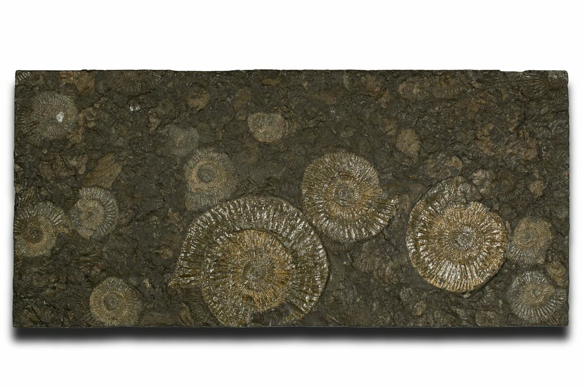 11" Fossil Ammonite Cluster - Posidonia Shale, Germany (#337956) For ...