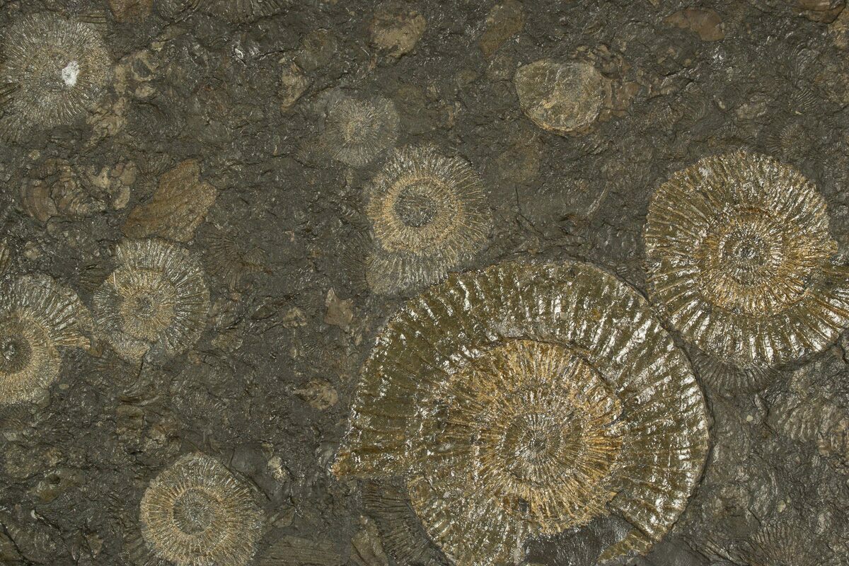 11" Fossil Ammonite Cluster - Posidonia Shale, Germany (#337956) For ...
