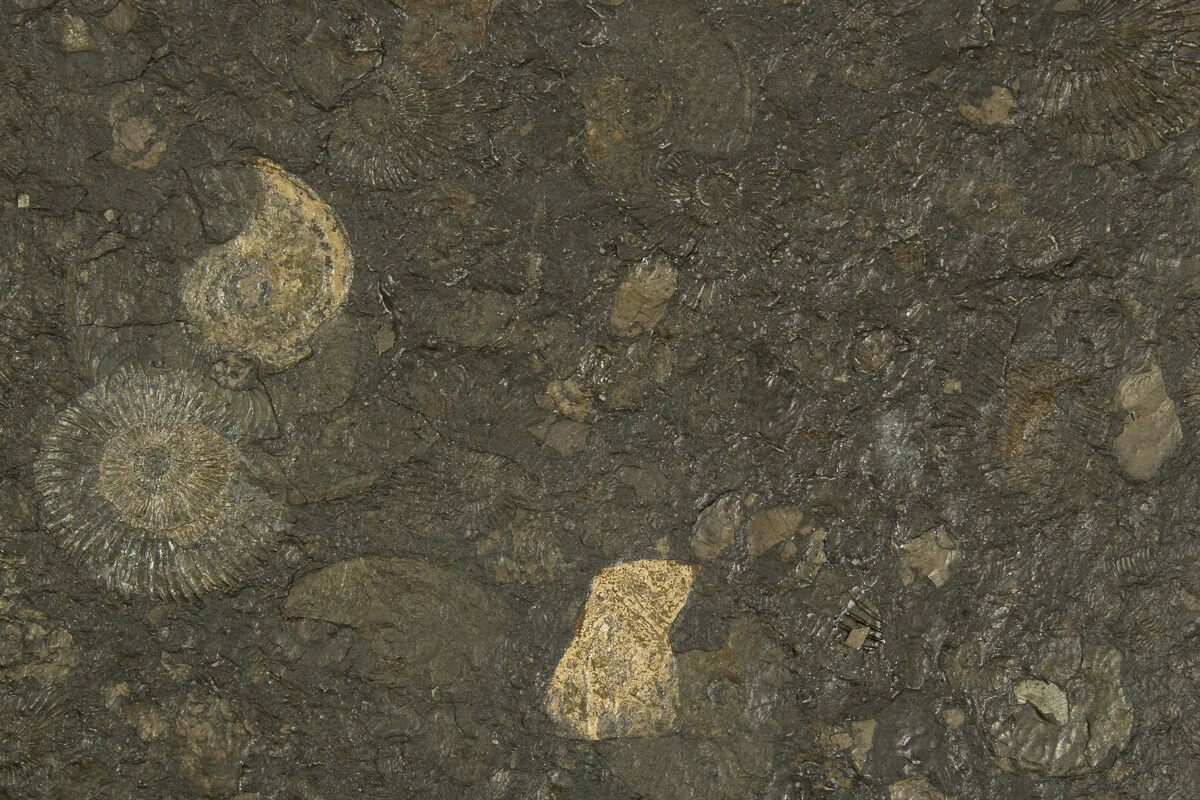 11" Fossil Ammonite Cluster - Posidonia Shale, Germany (#337958) For ...