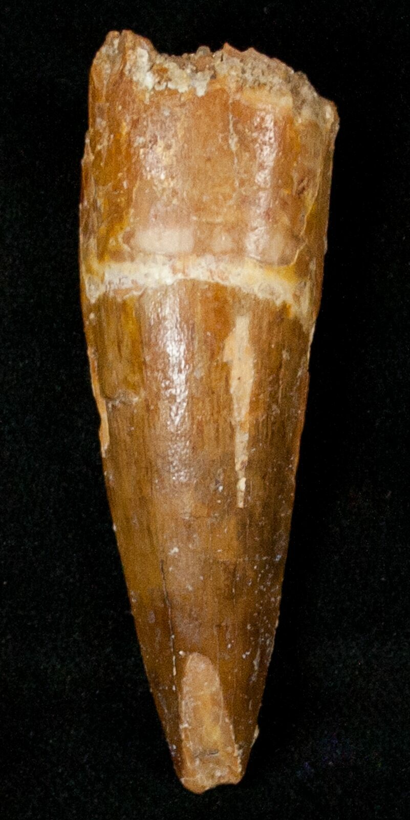 2.15" Spinosaurus Tooth - Aquatic Dinosaur (#18206) For Sale ...