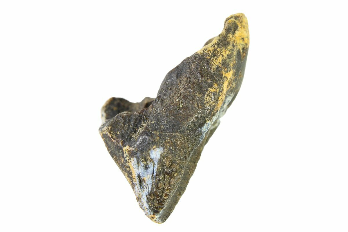 .88" Partially Rooted Fossil Dinosaur (Triceratops) Tooth - Montana ...