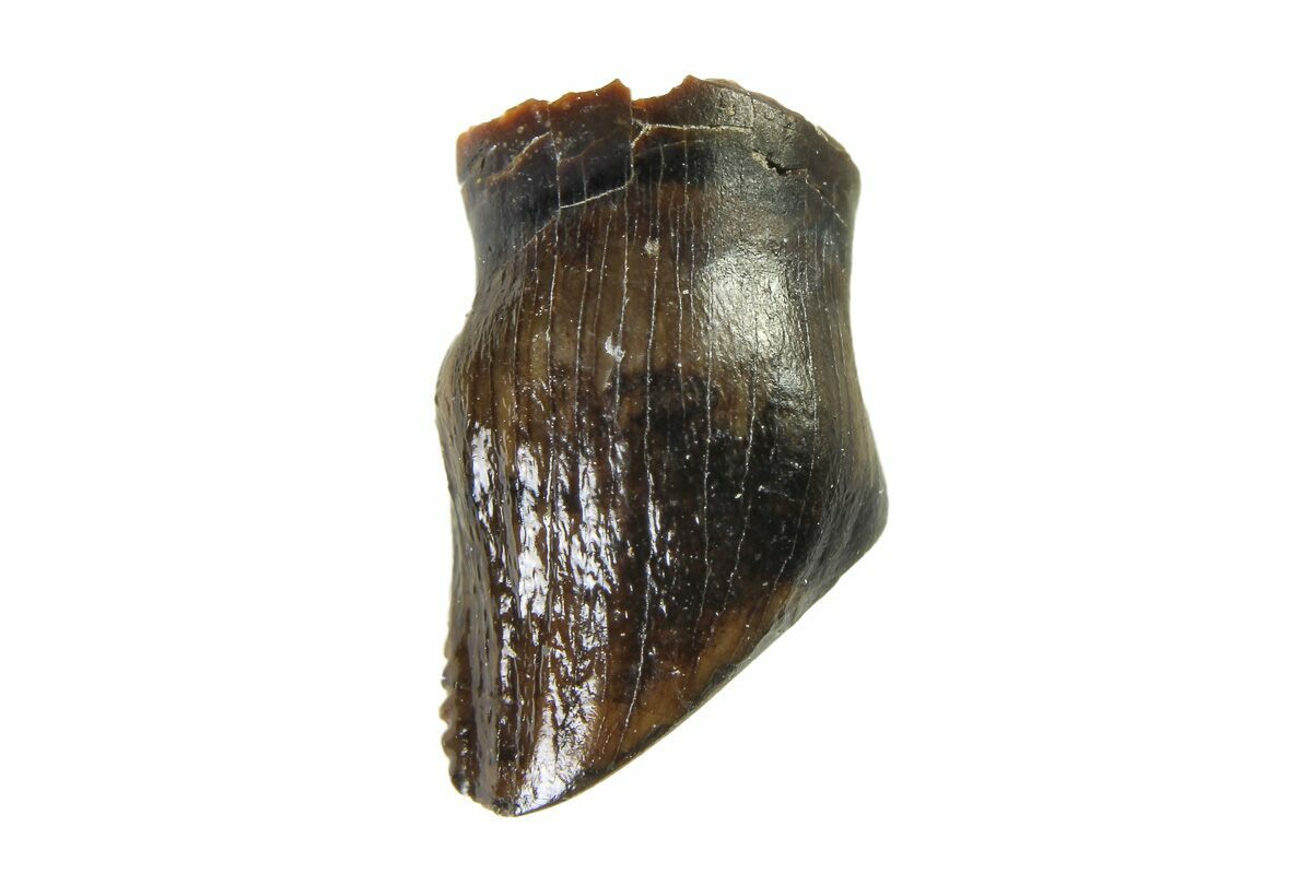 .22" Cretaceous Fossil Dinosaur (Thescelosaurus) Tooth - Montana ...