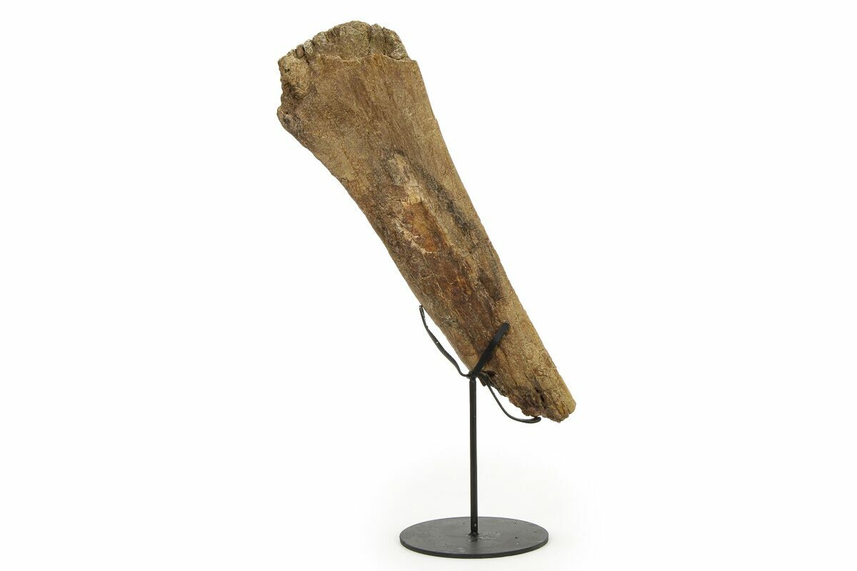 11.7" Hadrosaur Fibula Section with Metal Stand - South Dakota (#339102 ...
