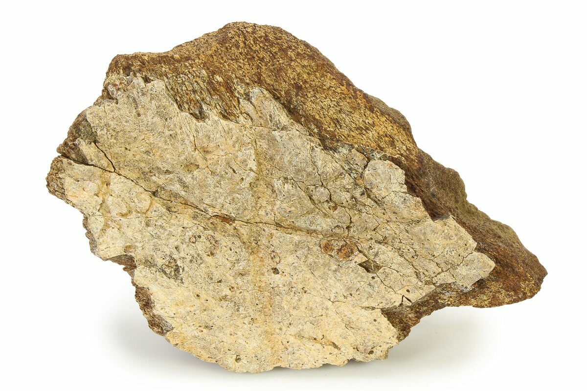 5.8" Dinosaur (Triceratops) Frill Shield Section - South Dakota ...