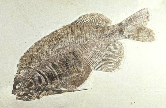 Monster 25" Phareodus - Largest Found From Quarry (#9531) For Sale ...