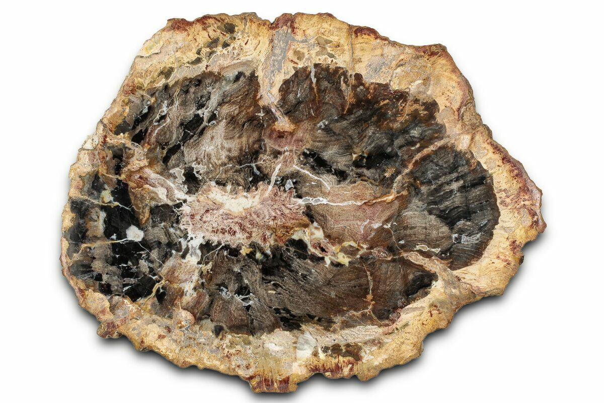 4.3" Beautiful Petrified Wood (Araucaria) Round - Madagascar (#339345) For Sale - FossilEra.com