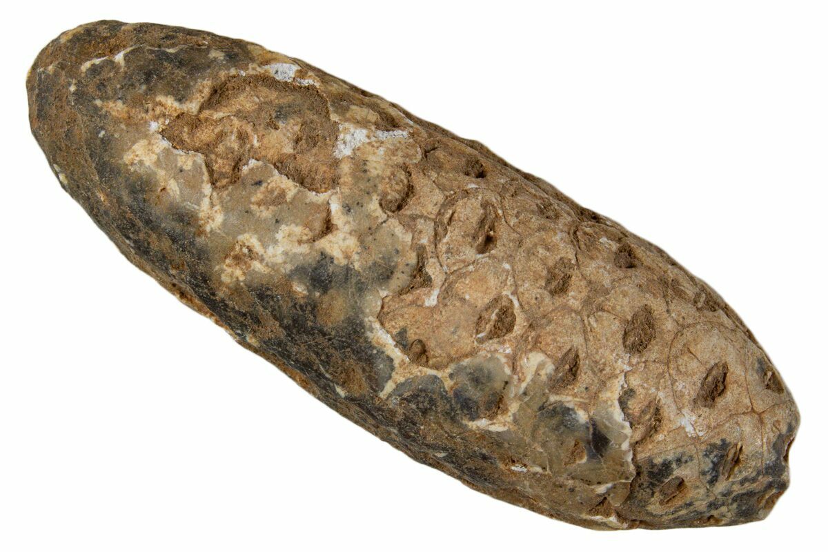 2.15" Fossil Cycadophyte Seed Cone - Boujdour, Morocco (#339312) For ...