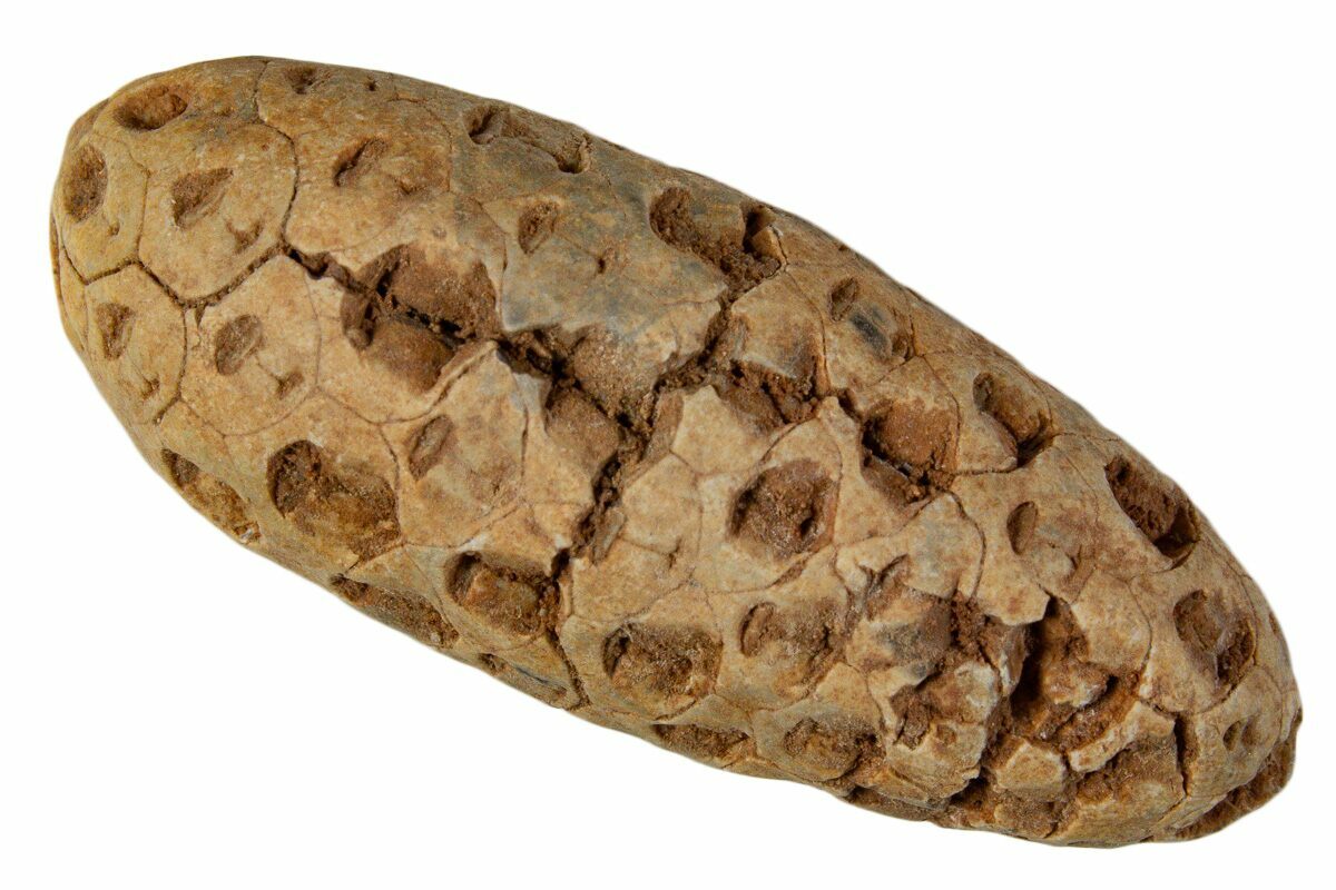 1.85" Fossil Cycadophyte Seed Cone - Boujdour, Morocco (#339316) For ...