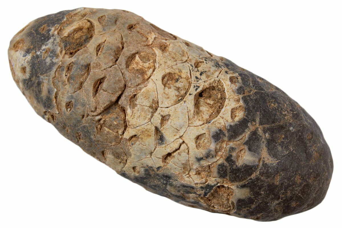 1.9" Fossil Cycadophyte Seed Cone - Boujdour, Morocco (#339318) For ...