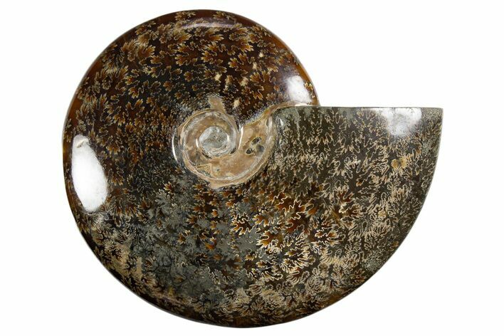 7.5" Polished Ammonite (Cleoniceras) Fossil - Madagascar (#339197) For ...