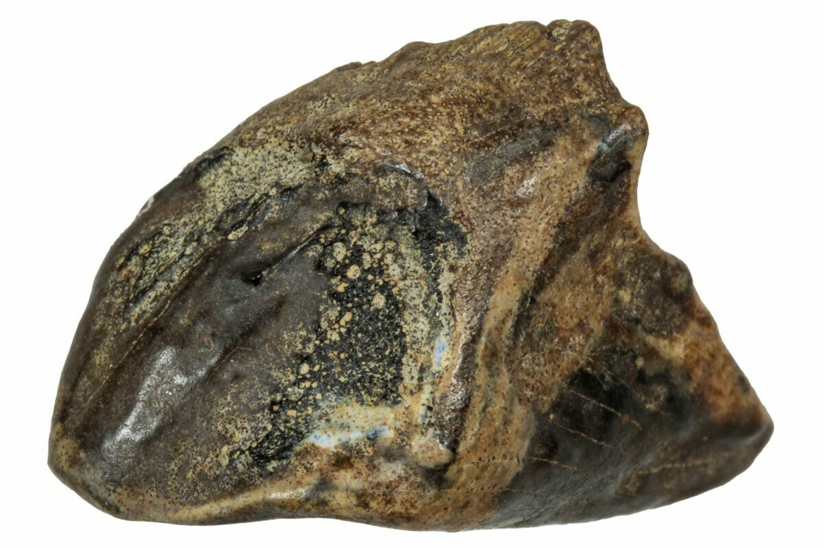 .69" Fossil Dinosaur (Triceratops) Tooth - Partially Rooted (#339862 ...