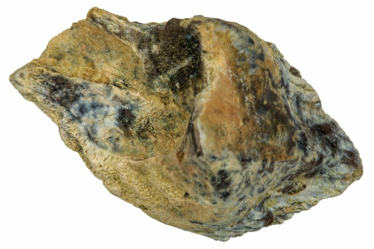 .77" Fossil Dinosaur (Triceratops) Tooth - Partially Rooted (#339864 ...
