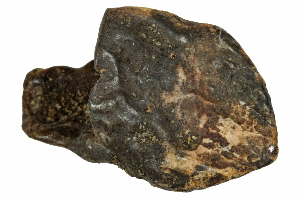 .71" Fossil Dinosaur (Triceratops) Tooth - Partially Rooted (#339865 ...