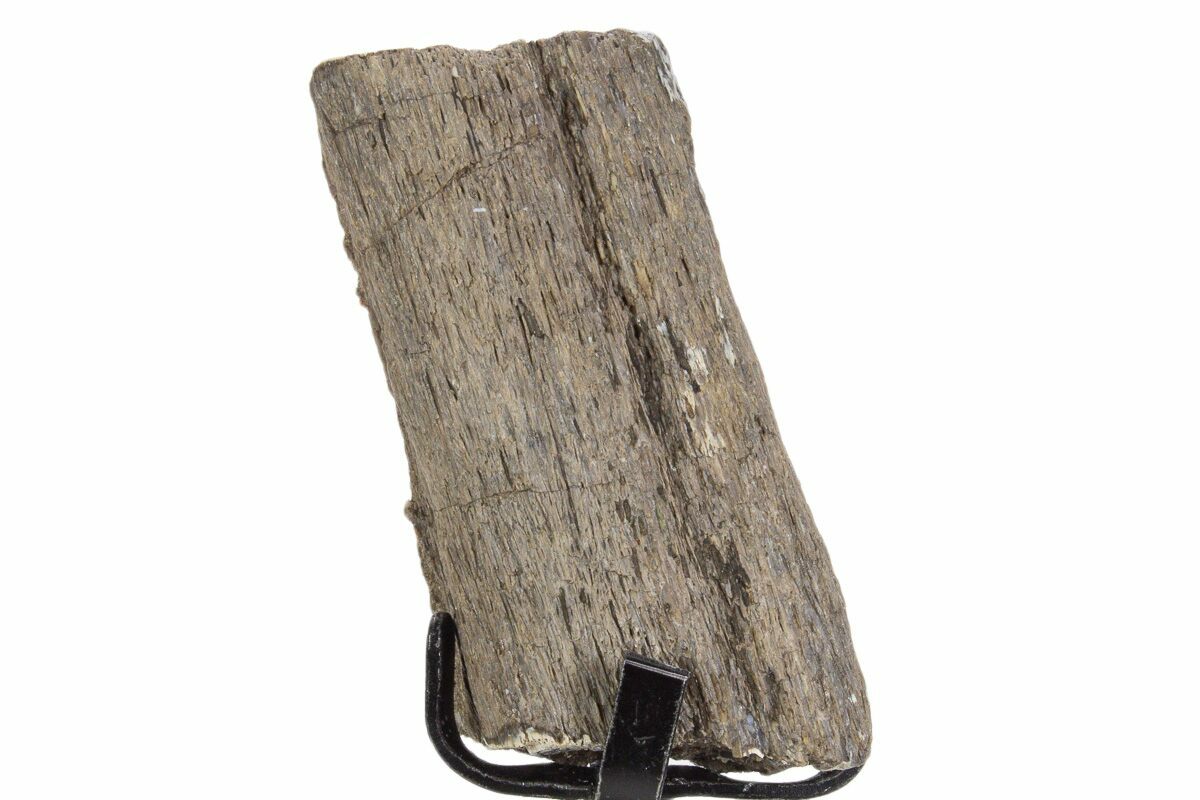 2.5" Fossil Theropod Rib Section w/ Metal Stand - Colorado (#340119 ...