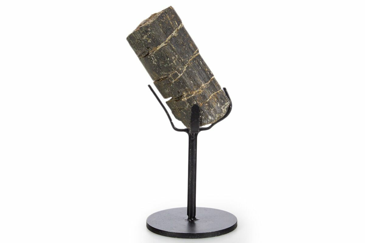 2.6" Fossil Theropod Rib Section w/ Metal Stand - Colorado (#340120 ...