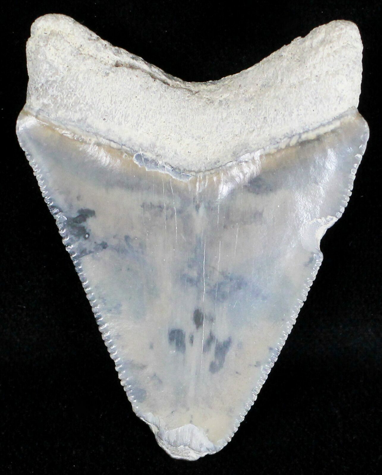 Serrated 1.98" Bone Valley Megalodon Tooth (#18453) For Sale ...