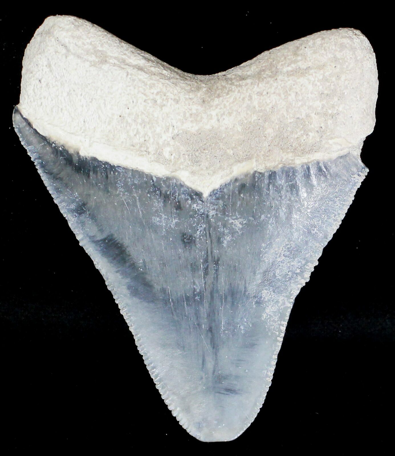 Bargain 2.47" Bone Valley Megalodon Tooth (#18455) For Sale - FossilEra.com